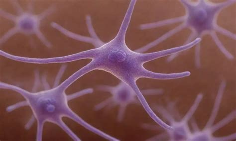 Células Epiteliales Tipos Funciones Y Características