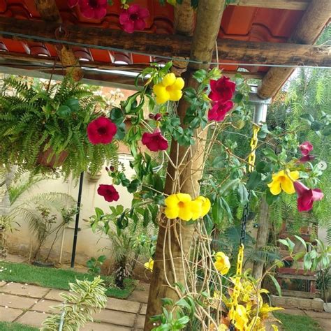 Alamanda Características Flores Lindas E Como Cultivar