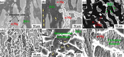 Surface Morphologies Of The Eutectic Mg 8li Alloy Immersed In 01 M