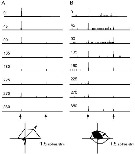Angular Tuning Properties Of Two Well Tuned Cortical Neurons Recorded