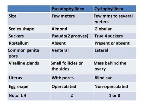 Phylum Platyhelminthsflat Worm Class Cestoideatapeworms Subclass