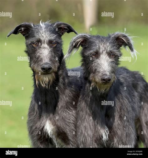 Rough Coat Galgo At Naomi Cooke Blog