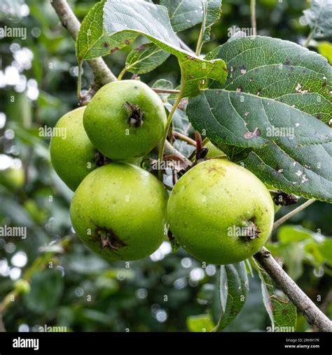 Crab Apples Growing On A Tree In The Wild On Ditchling Common East