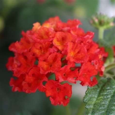 Lantana Havana Serres Daniel Lemieux