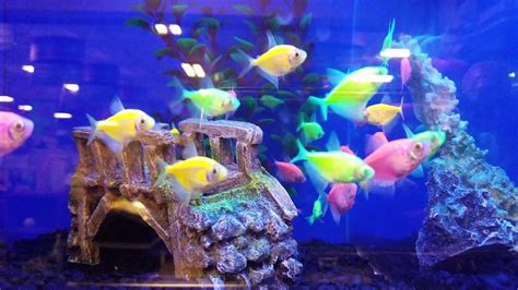 Neon Fish At Petsmart