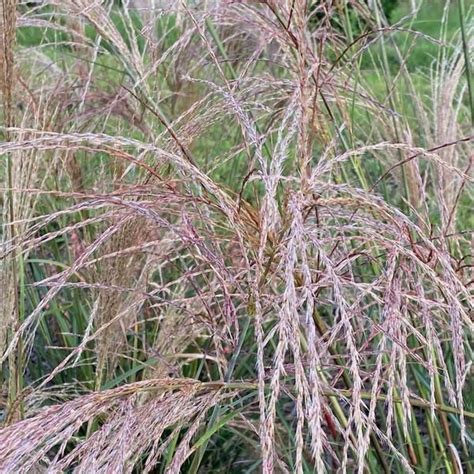 Ornamental Grasses Ornamental Grasses Grass Evergreen