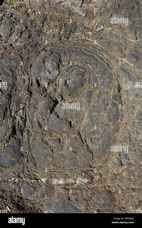 Basalt Rose Example Of Spheroidal Weathering Of Diabase Rock Rock