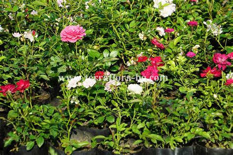 Mini Rose Garden Center Shabovi