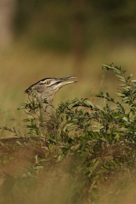 Bustard Symbolism And Meaning Totem Spirit And Omens World Birds