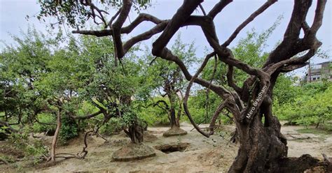 Nidhivan Vrindavan Timing And How To Reach Mero Brajdham