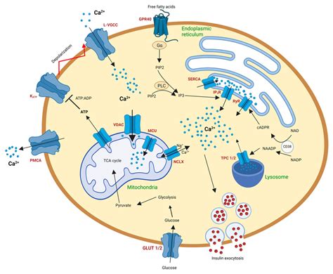 Schematic Of The Generation Of Stem Cell Derived Pancreatic Beta Cell Download Scientific