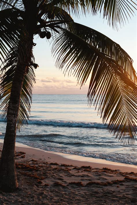 Coconut Trees Beach Sunset 5239 Sunset Between Coconut Trees Stock