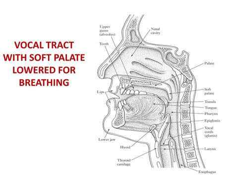 PPT SPEECH PRODUCTION RECOGNITION ANALYSIS AND SYNTHESIS PowerPoint Presentation ID
