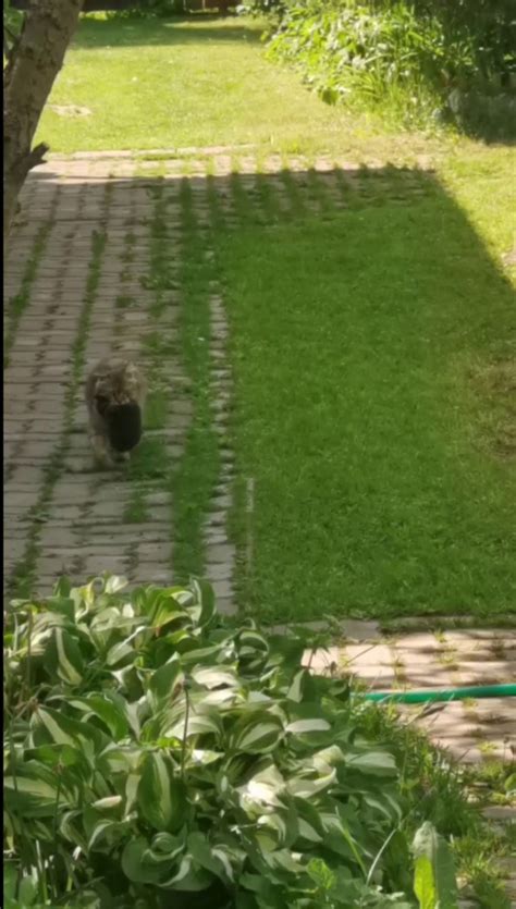 Create Meme Lawn In The Country Lawn Paths Garden Paths Pictures