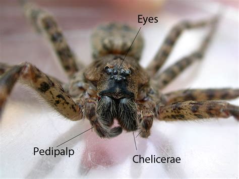 Squirrels View Spider Anatomy