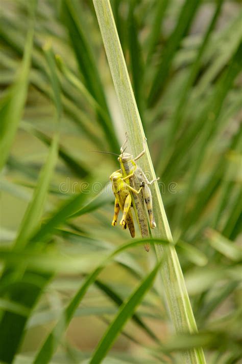 Grasshopper Stock Image Image Of Insect Lubber Nature 35041151