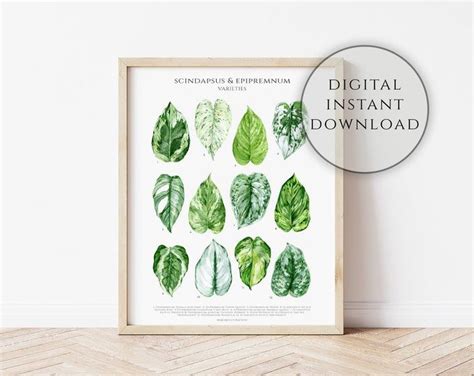 Epipremnum Varieties Plant Identification Diagram Digital Download Etsy Plant Lover T
