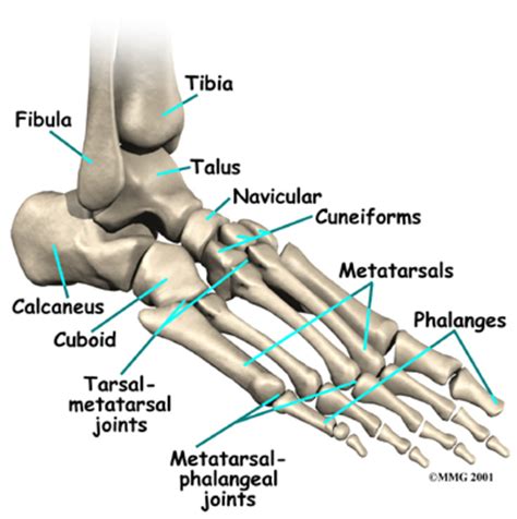 Metatarsal Bone Anatomy