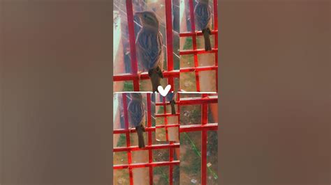 So Cute Brid🤩😍💞📷🫠 Youtube