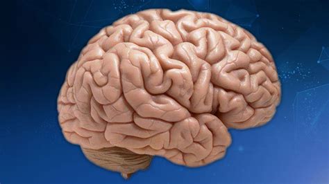 Cognitive And Computational Neuroscience Program Air Force Research