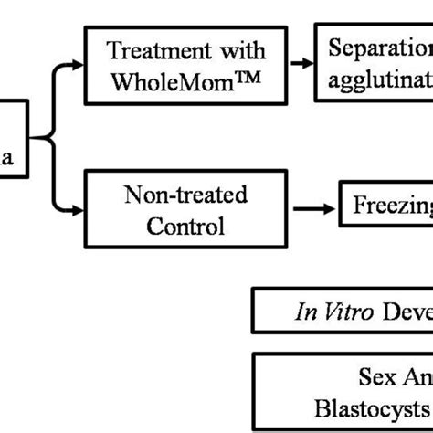 Sperm Agglutination In Wholemomtm Treated Or Non Treated Bull