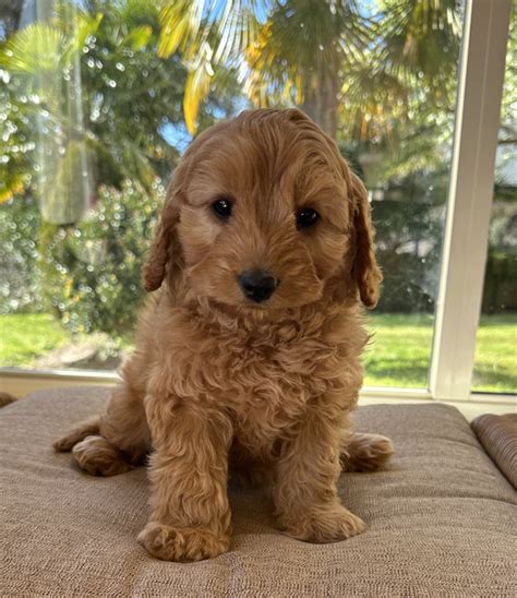 Mini Cavoodle Dog
