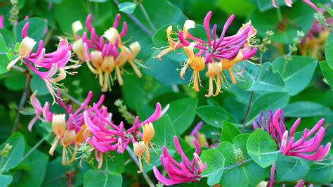 How To Grow Honeysuckle In Pots A Fragrant Climbing Plant Homes And