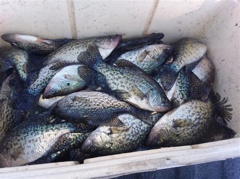 The Tchefuncte River