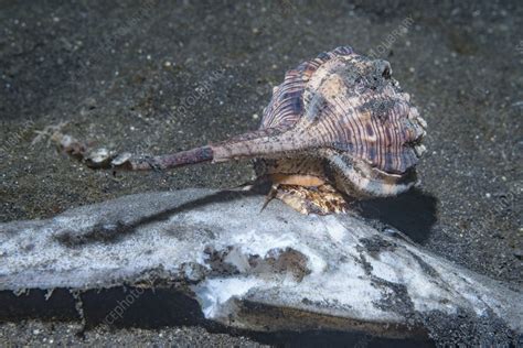 Murex Shell Stock Image C0510852 Science Photo Library