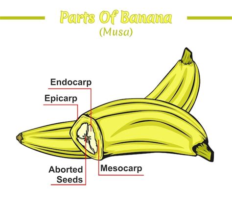 Partes De Banano Vector Premium