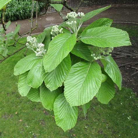 Sorbus Aria In Grange Gardens
