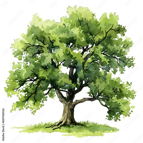 Trees Front View Png Watercolor Style Vector Tree English Oak Tree Architectural Element