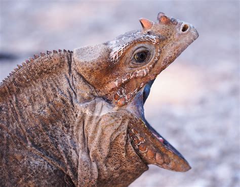 Alberto Lopez Dominican Republic Wildlife