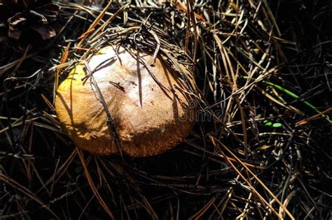 Suillus Growing On Grass In Coniferous Forest Mushroom Harvest Stock