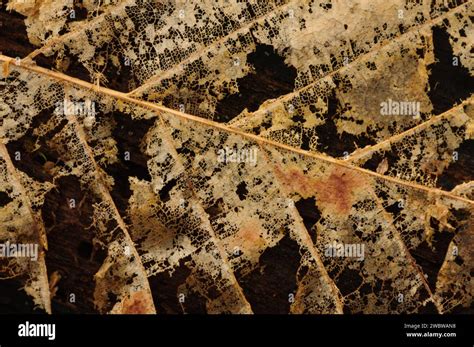 Decaying Beech Leaf Fagus Grandifolia Revealing The Structure Of