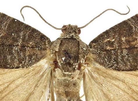 Codling Moth Will Have A Third Generation This Year Good Fruit Grower