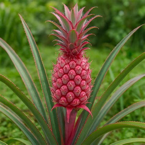 A Complete Guide To Growing Pink Pineapple