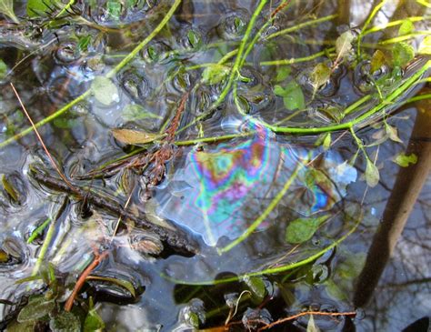 Bacterial Decomposition Rainbow Free Photos On