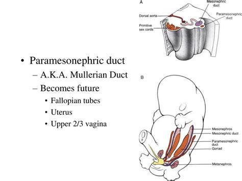 Ppt Female Genital Development Powerpoint Presentation Free Download