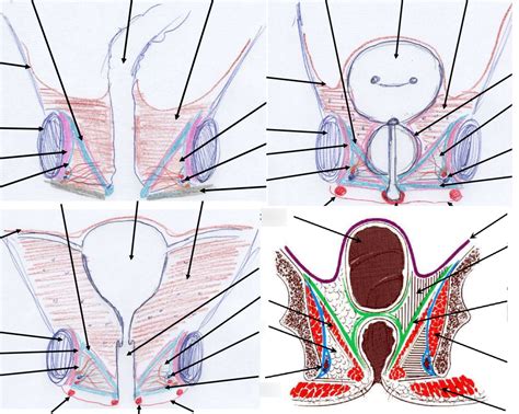 Regio Analis Regio Urogenitalis Masculina Et Feminina Diagram Quizlet