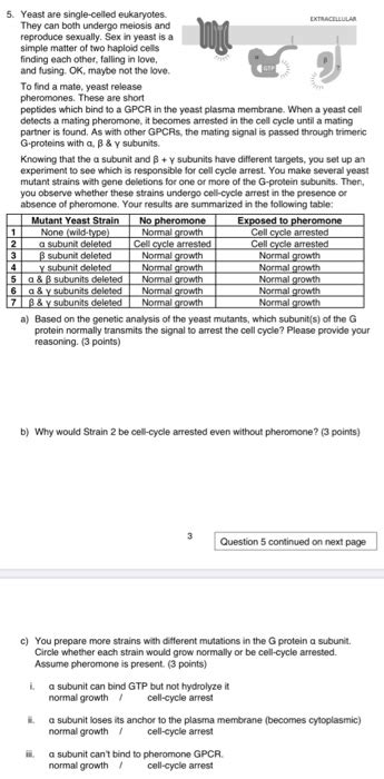 Solved 5 Yeast Are Single Celled Eukaryotes They Can Both