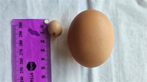Coffs Harbour Couple Shocked To Find Tiny Egg Inside An Egg Abc News
