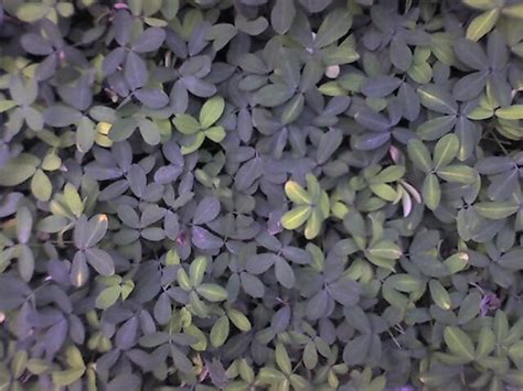 Arachis Repens Alchetron The Free Social Encyclopedia