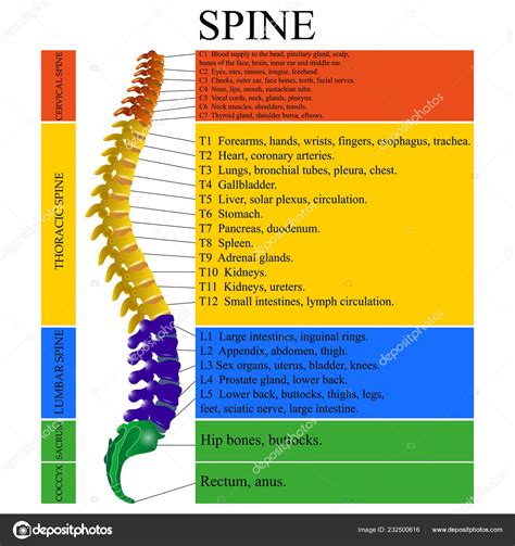 Golf Ball Spin Chart