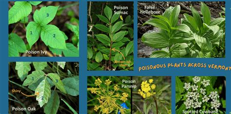 Vermonts Poisonous Plants Where To Find Them And What To Do