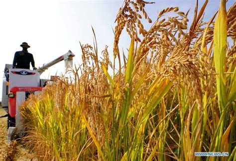 Rice Field Harvest Aging Farmers Face Extreme Temperatures As They