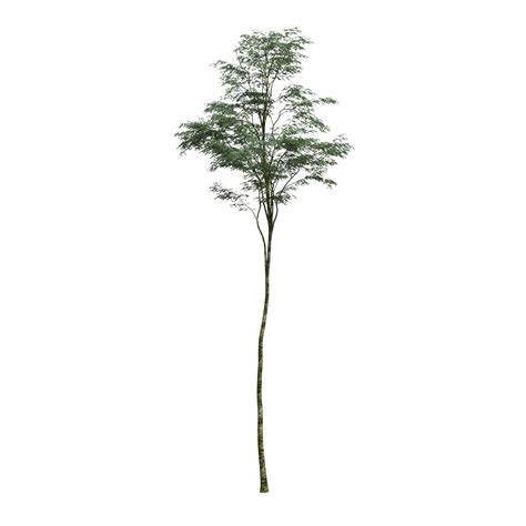 Premium Photo Deciduous Tree Isolated On White Background 3d