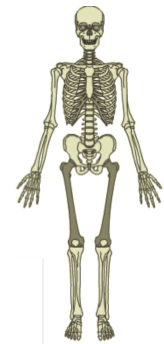 Bones Diagram Quizlet