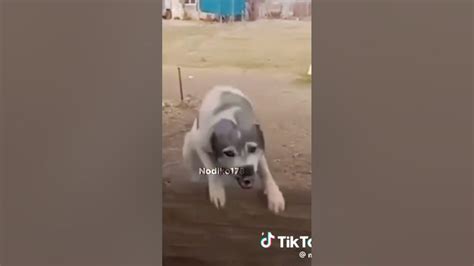 აი რამ იცის ზედმეტი ბლაყუნი😂 Youtube