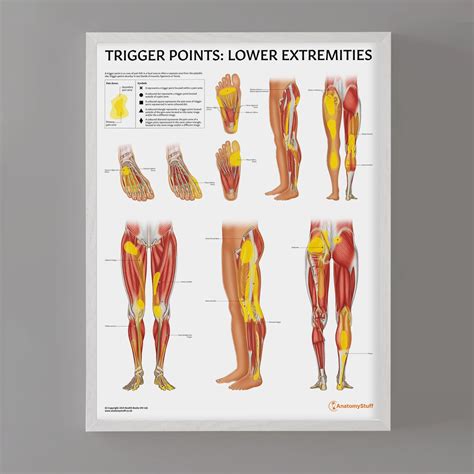 Femoral Triangle Trigger Points Femoral Nerve Block Landmarks And